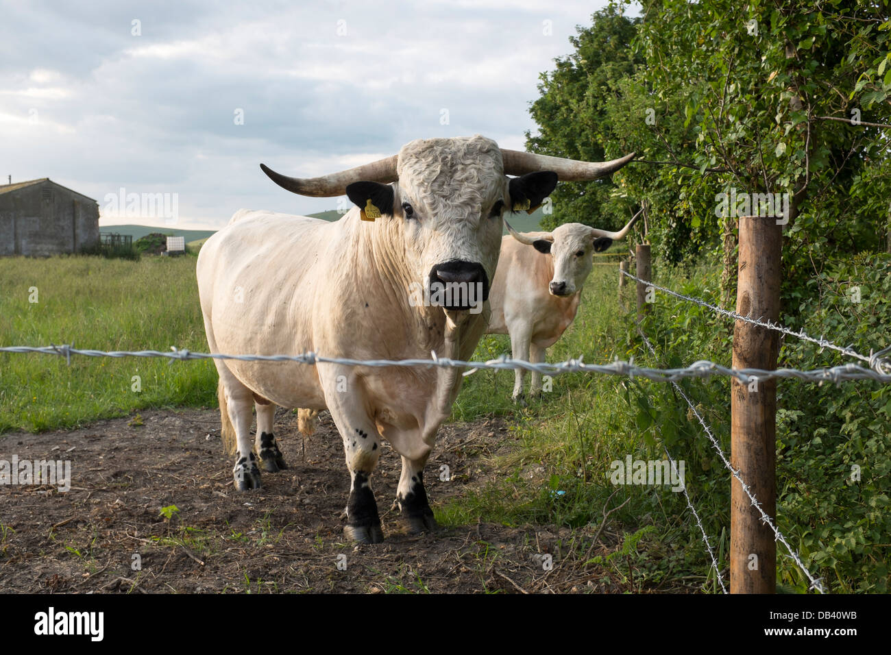 Long Horned Cattle Stock Photo - Alamy