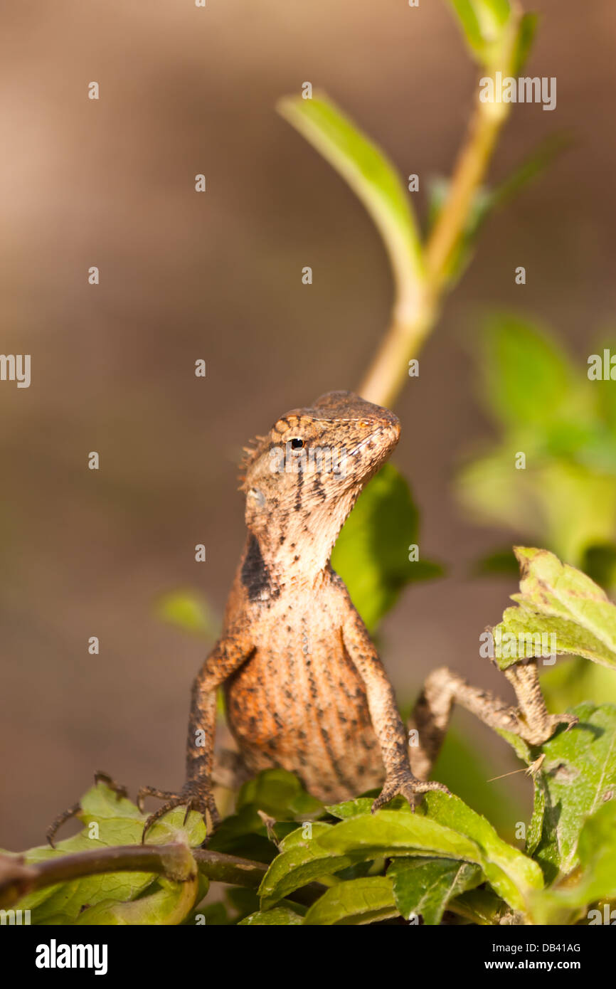Lizards in the tropics Stock Photo - Alamy