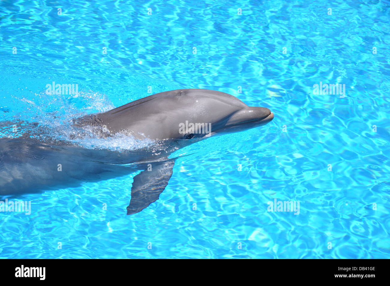 Dolphin swimming in pool Stock Photo - Alamy