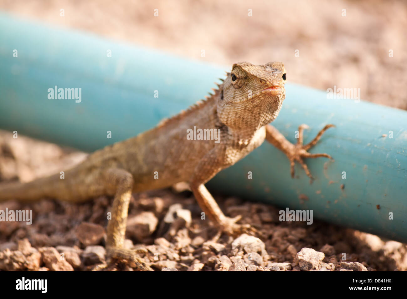 Lizards in arid lands Stock Photo - Alamy
