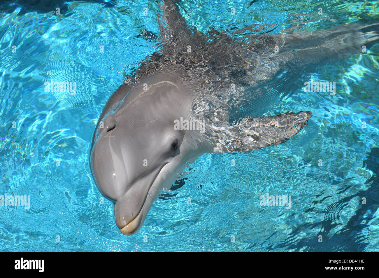 Dolphin swimming in water looking at camera Stock Photo - Alamy