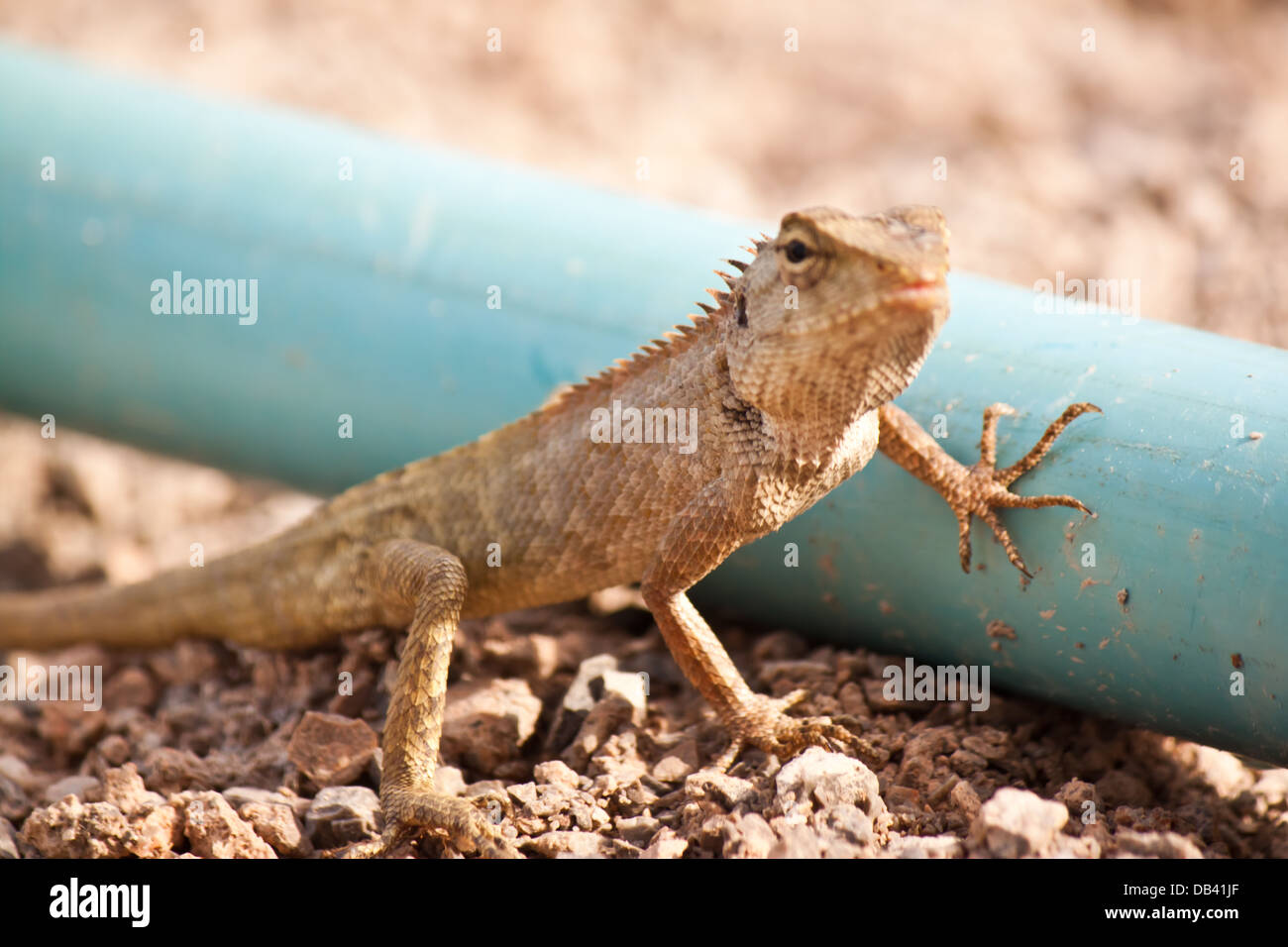 Little lands hi-res stock photography and images - Alamy
