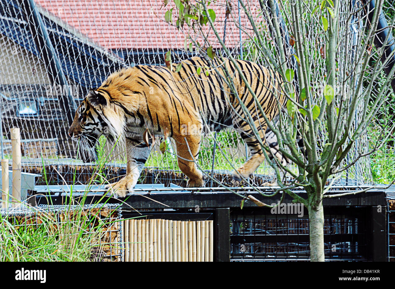 London,UK. 23rd July 2013. A Sumatran tiger as seen in the picture ...