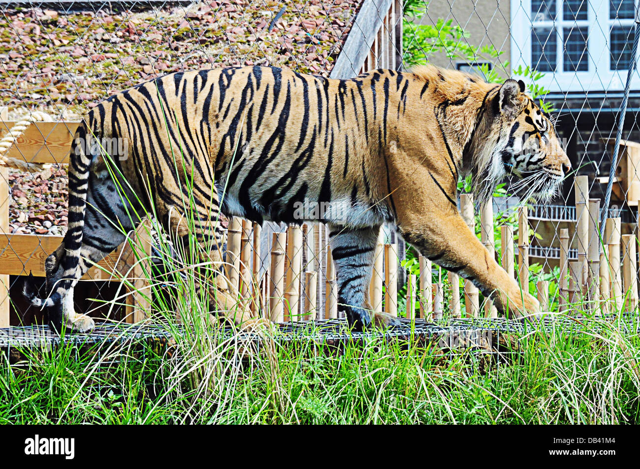 London,UK. 23rd July 2013. A Sumatran tiger as seen in the picture ...
