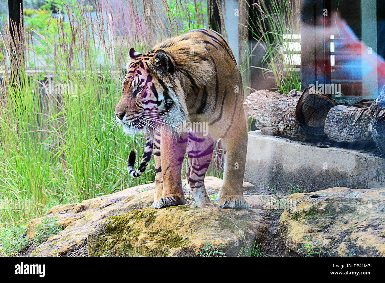 London,UK. 23rd July 2013. A Sumatran tiger as seen in the picture ...