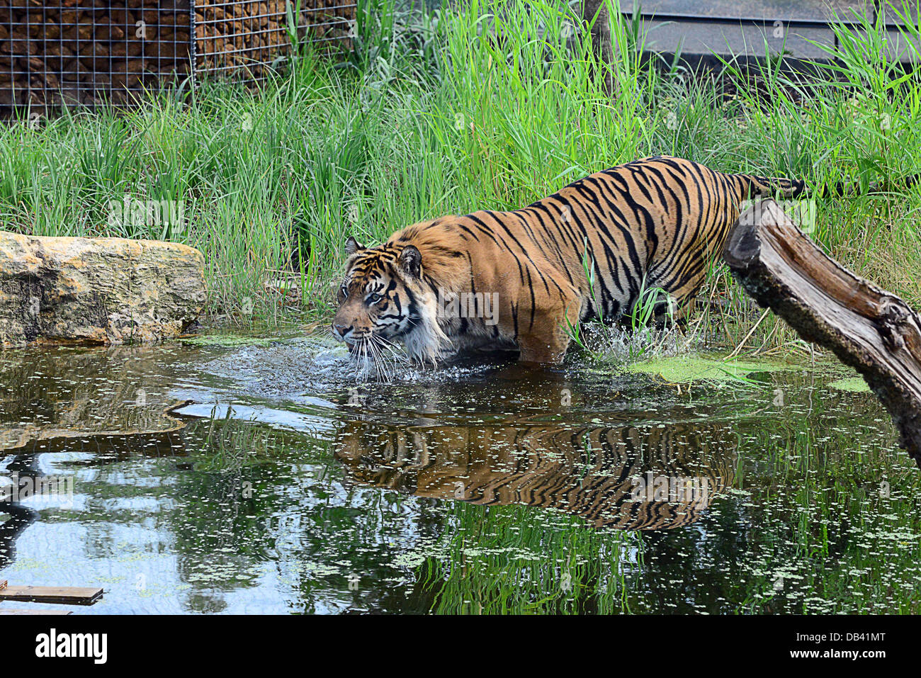 London,UK. 23rd July 2013. A Sumatran tiger as seen in the picture ...