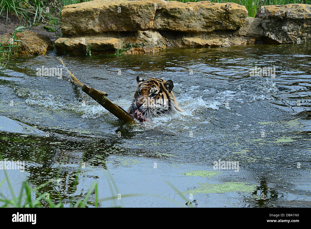 London,UK. 23rd July 2013. A Sumatran tiger as seen in the picture ...