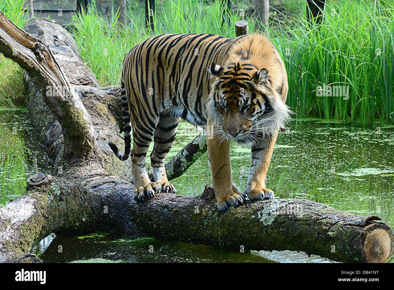London,UK. 23rd July 2013. A Sumatran tiger as seen in the picture ...