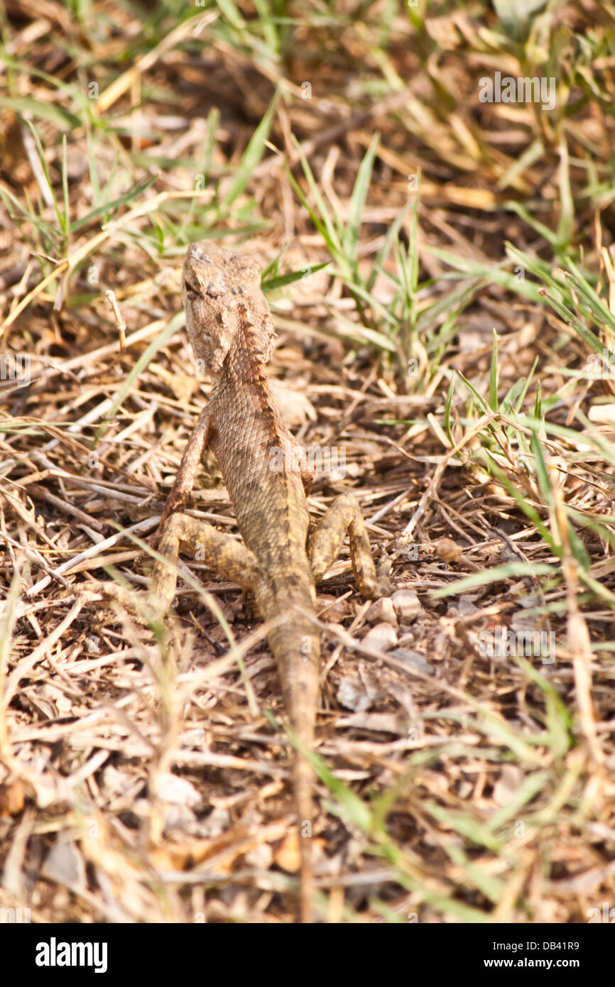Arid reptile hi-res stock photography and images - Alamy