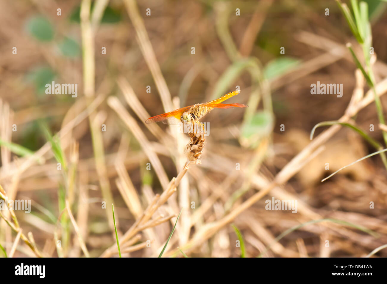 Dragonfly in nature Stock Photo - Alamy