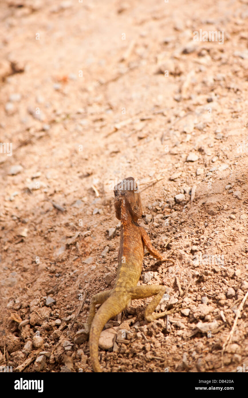 Lizards in arid lands Stock Photo - Alamy