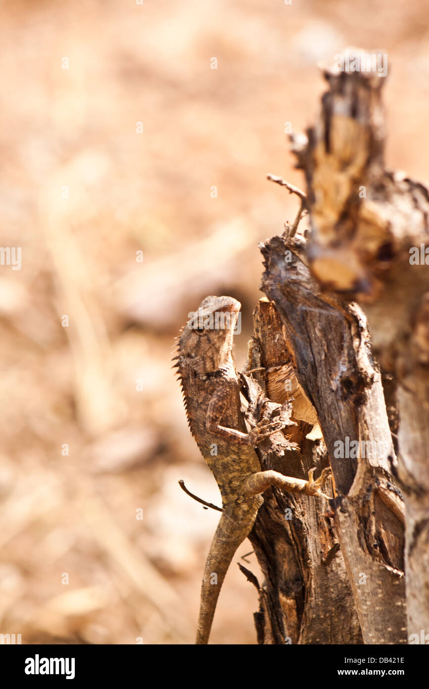 Lizards in arid lands Stock Photo - Alamy