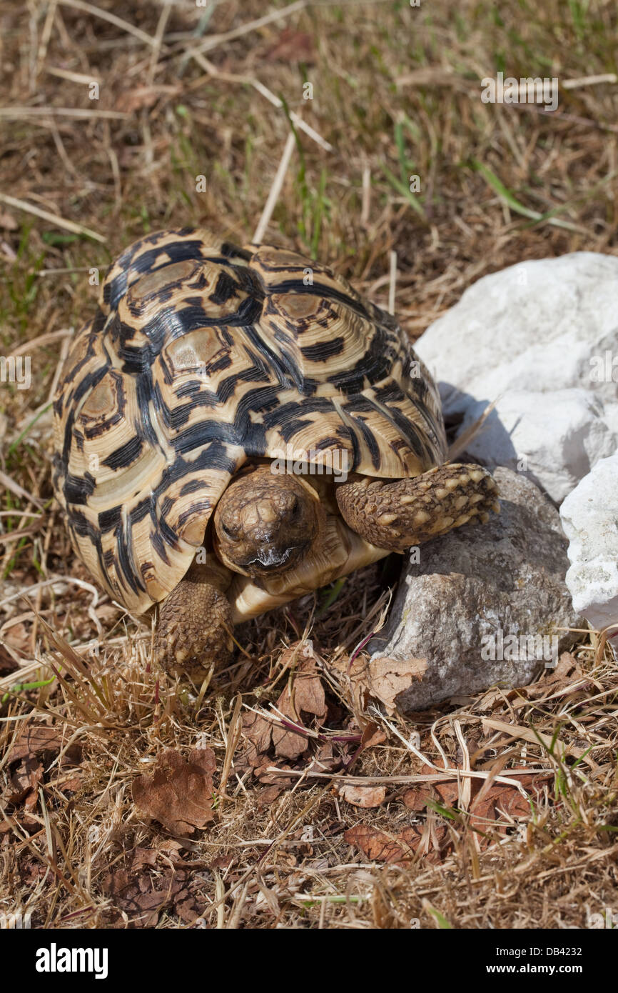 Leopard Tortoise (Geochelone pardalis). 'Beak' of upper jaw outlined in ...