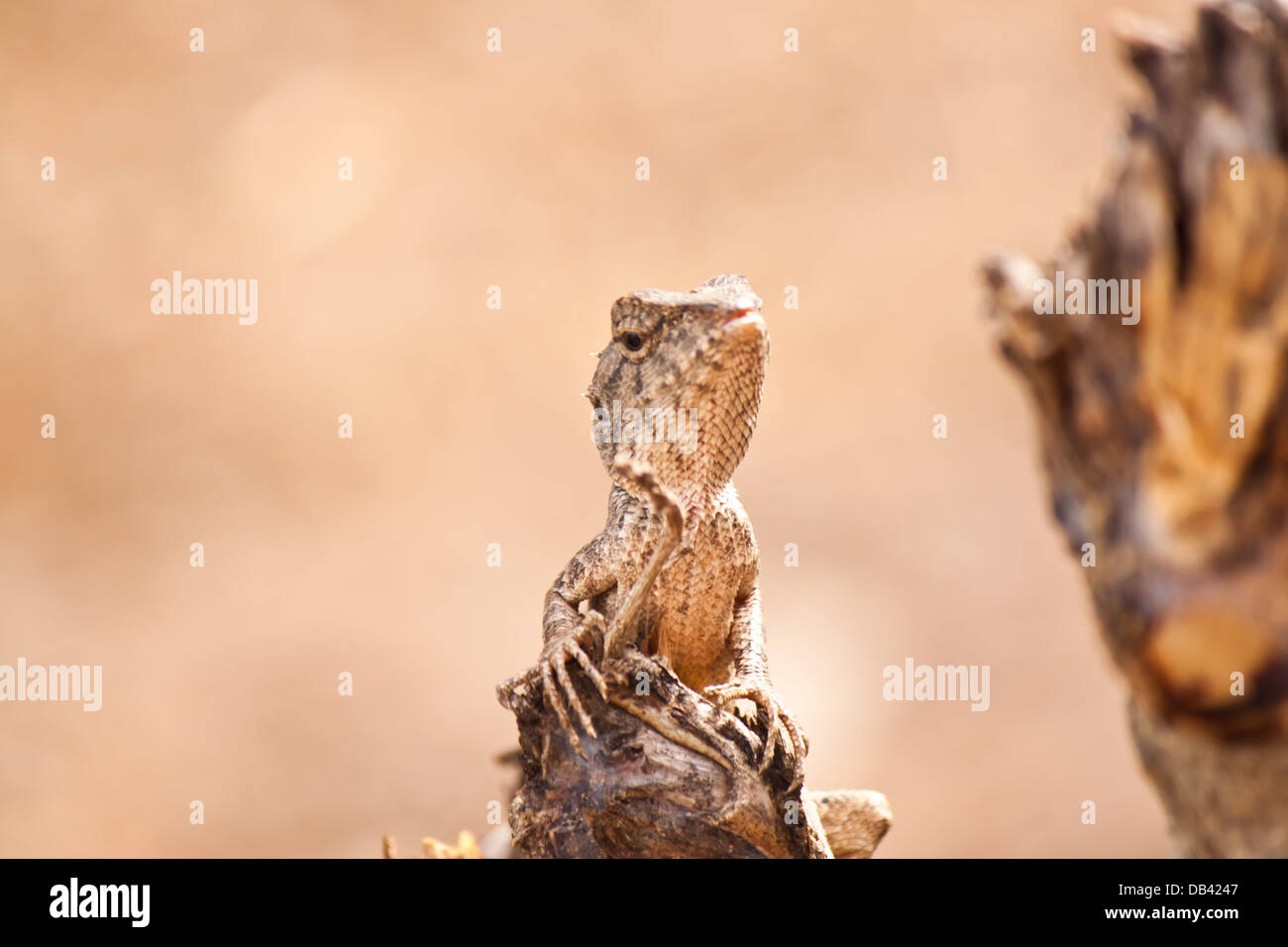 Lizards in arid lands Stock Photo - Alamy