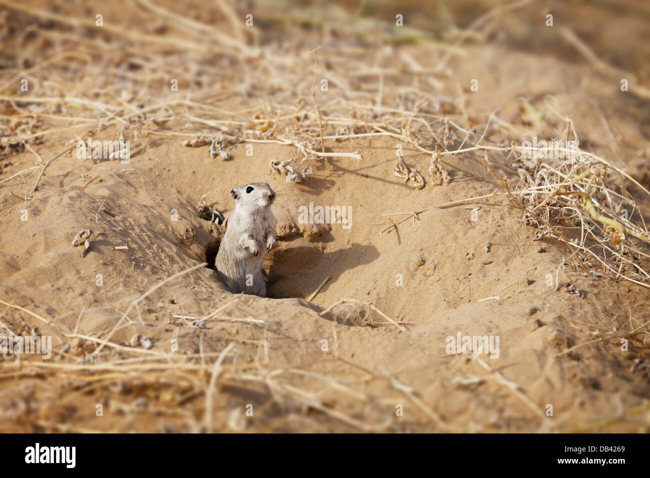 Small rodent Indian desert jird (Meriones hurrianae) at his hole in ...