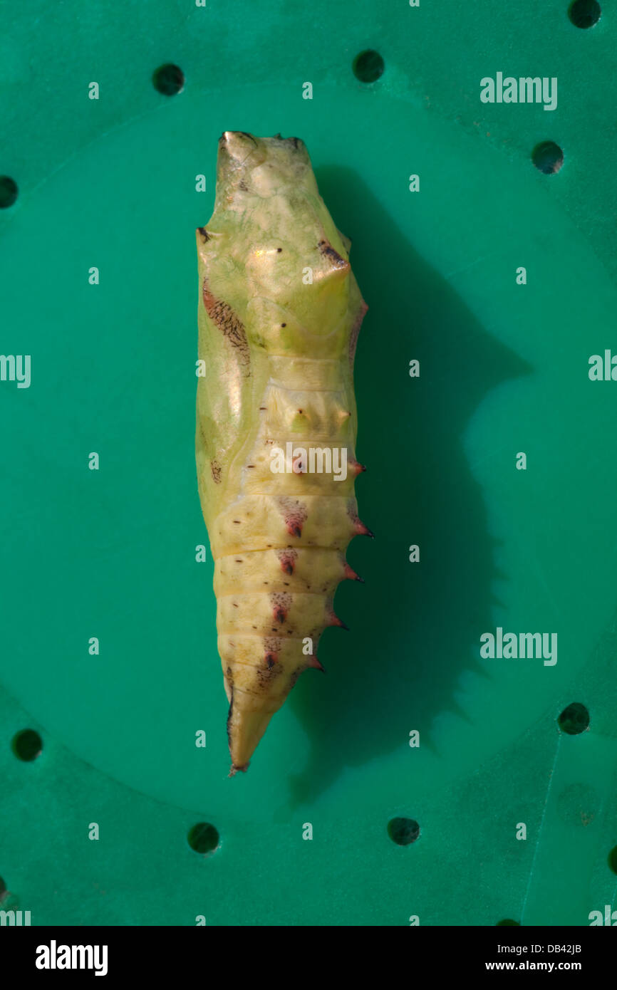 Peacock Butterfly (Inachis io). Pupae or Chrysalis. July. Norfolk ...
