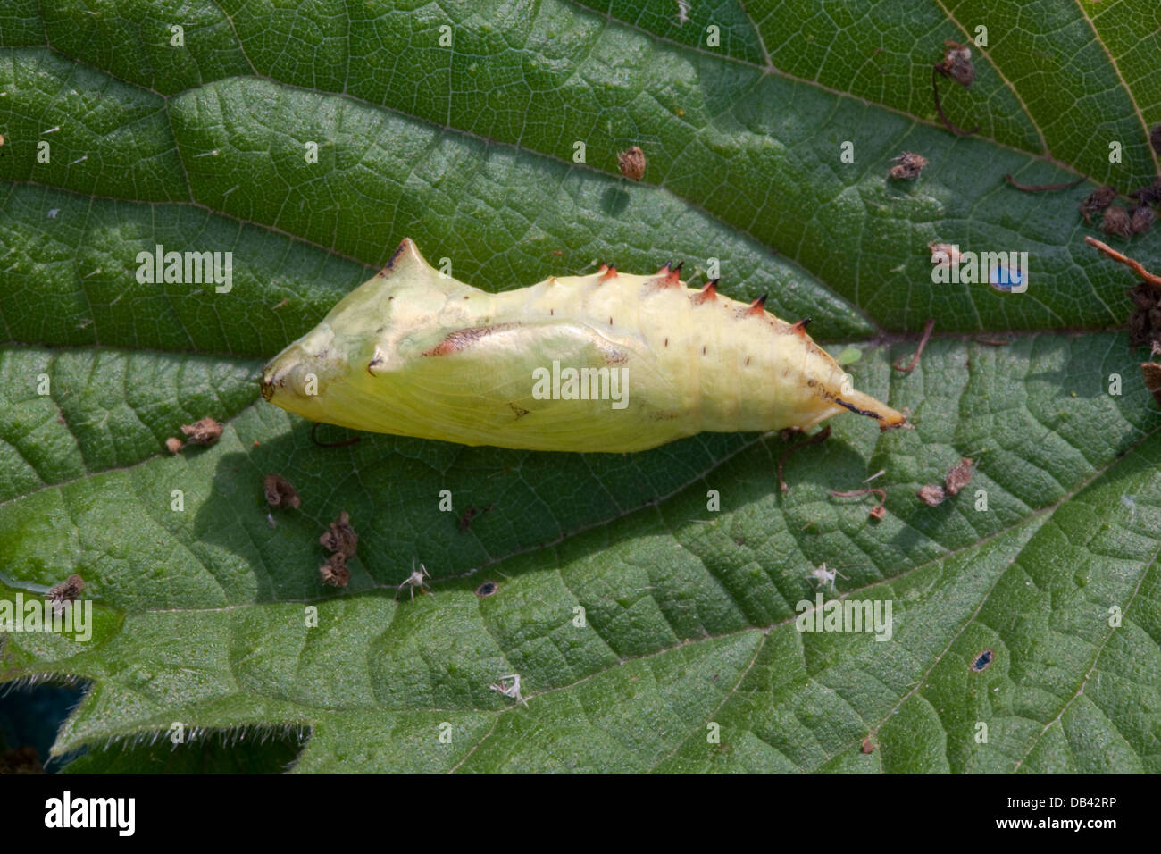 Spiracles hi-res stock photography and images - Alamy