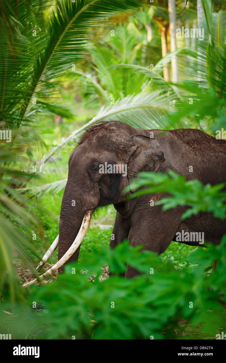 Old asian elephant in the tropical forest Stock Photo - Alamy