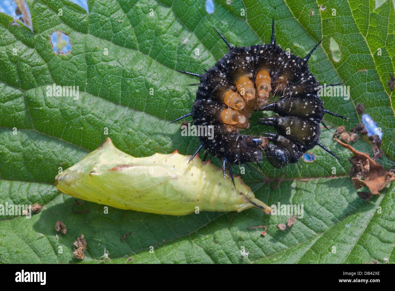 Peacock Butterfly (Inachis io). Pupae or Chrysalis, and nearly full ...