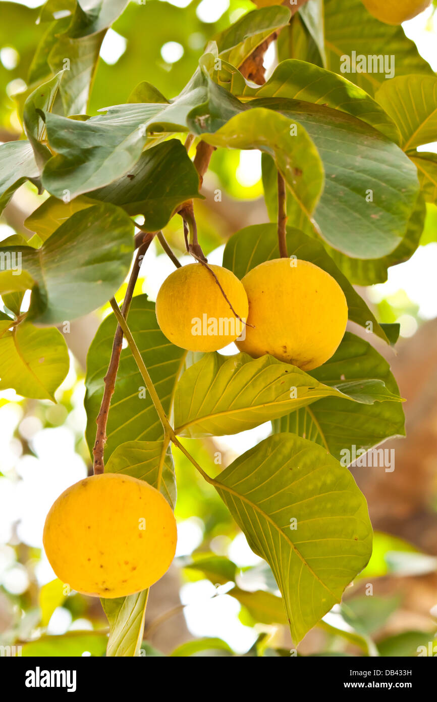 Santol hi-res stock photography and images - Alamy
