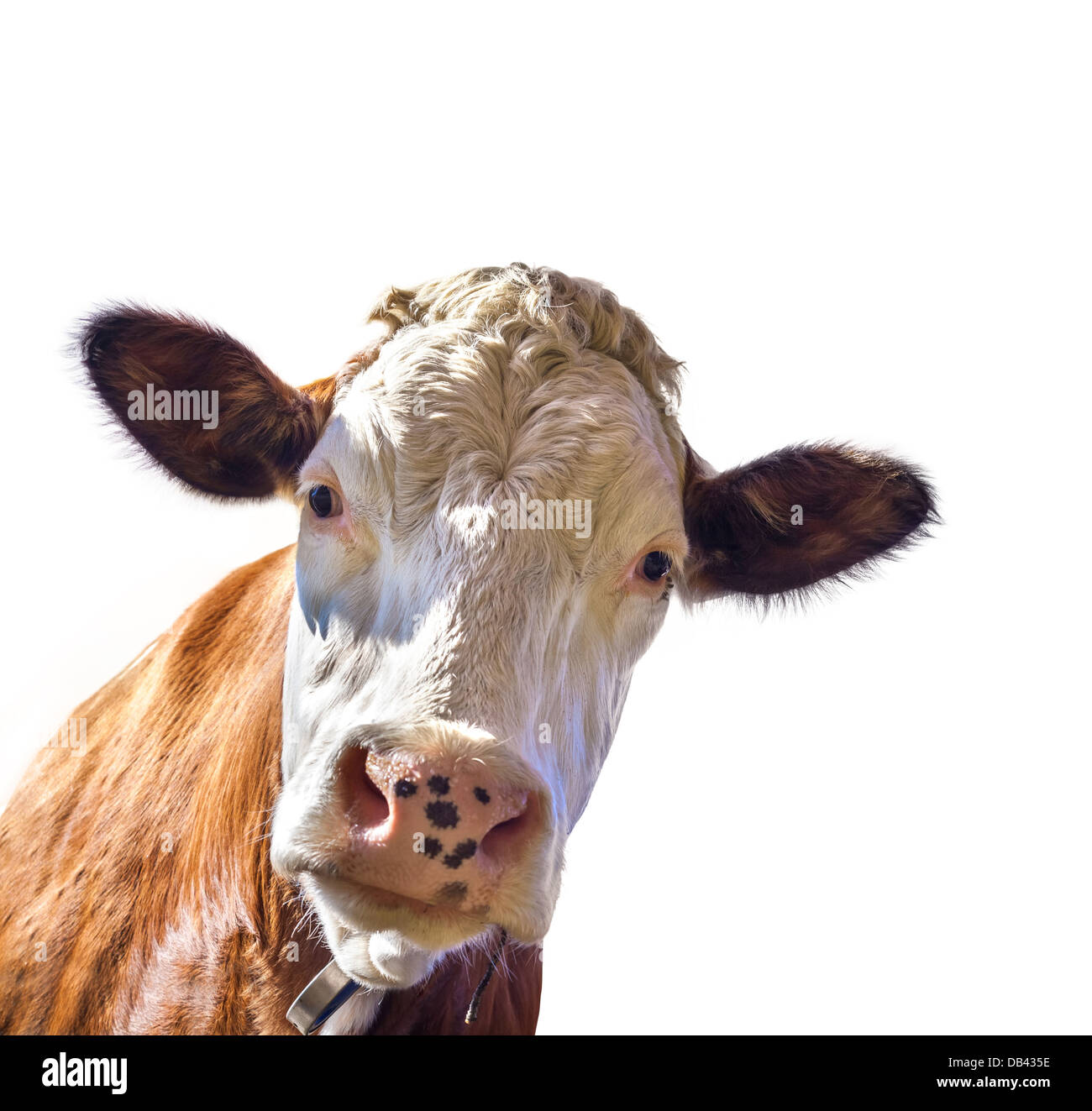 Cow isolated on white background Stock Photo - Alamy