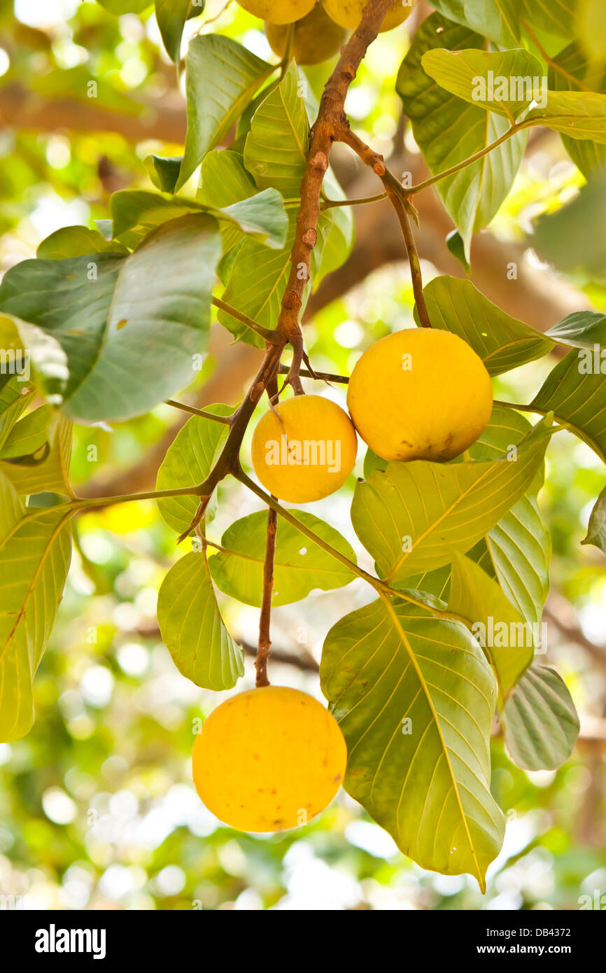 Santol tree hi-res stock photography and images - Alamy