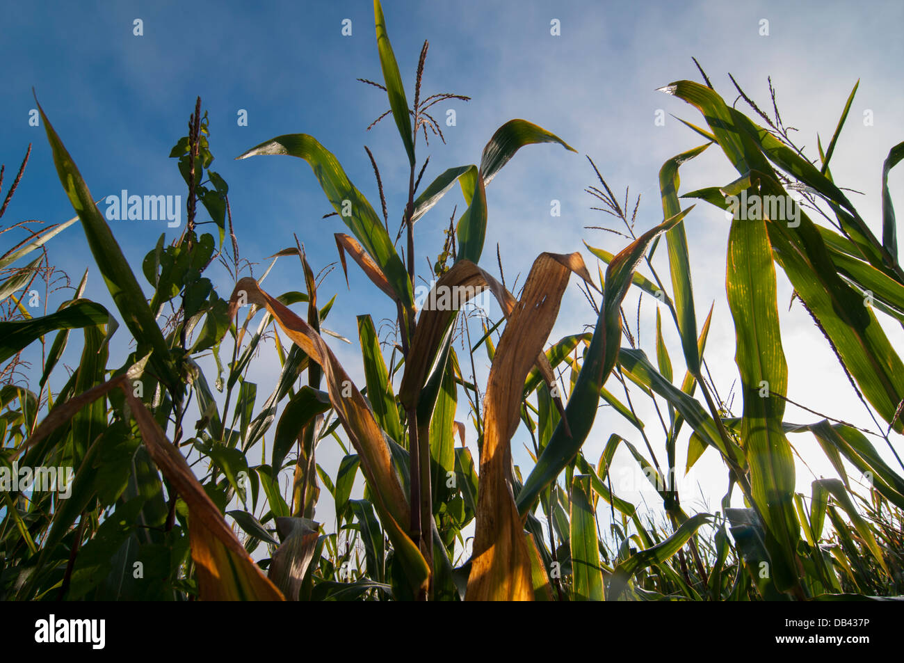 Europe, Belgium, Ardennes, corn leaves Stock Photo - Alamy