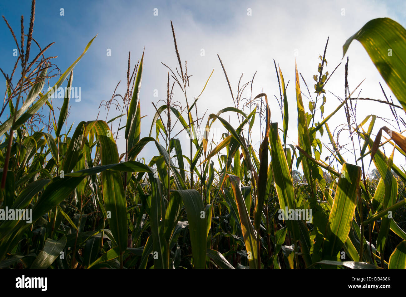 Europe, Belgium, Ardennes, corn leaves Stock Photo - Alamy