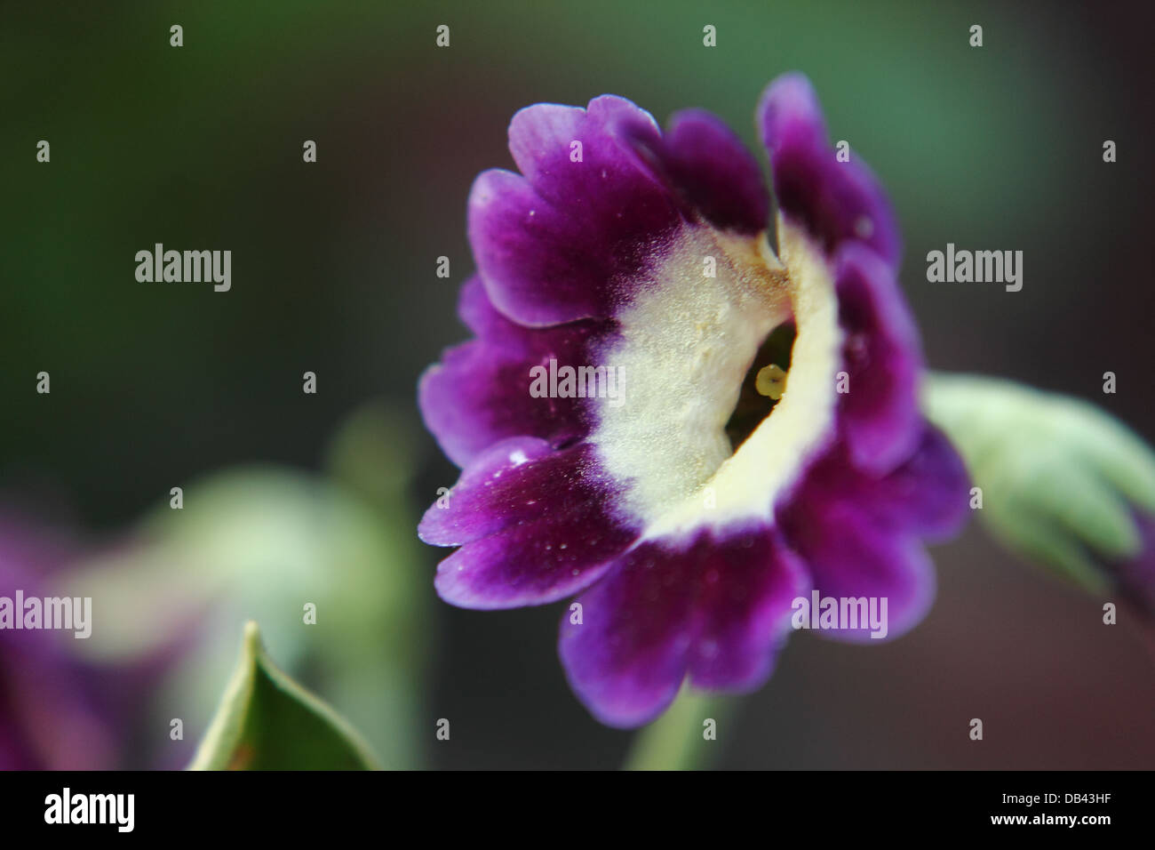 The primrose bloom Stock Photo - Alamy