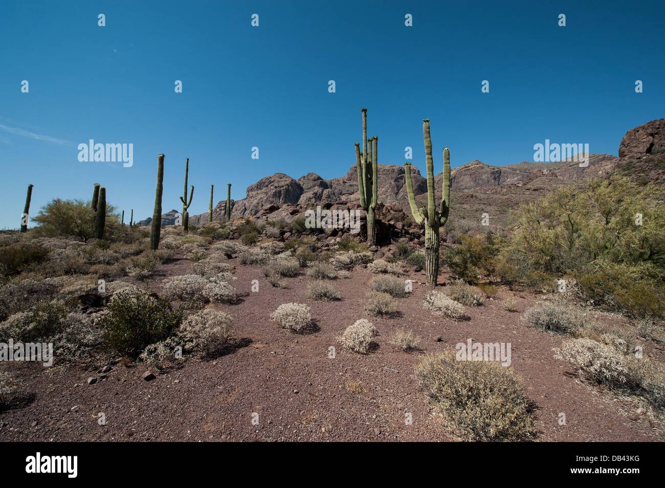 June 13, 2013 - Lukeville, Arizona, United States - Terrain in the open ...