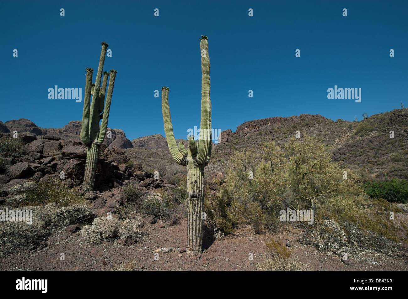 June 13, 2013 - Lukeville, Arizona, United States - Terrain in the open ...