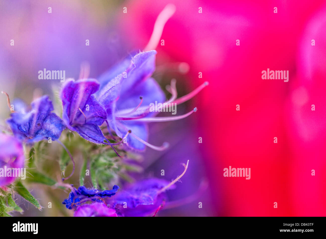 Scarlet flower pattern hi-res stock photography and images - Alamy