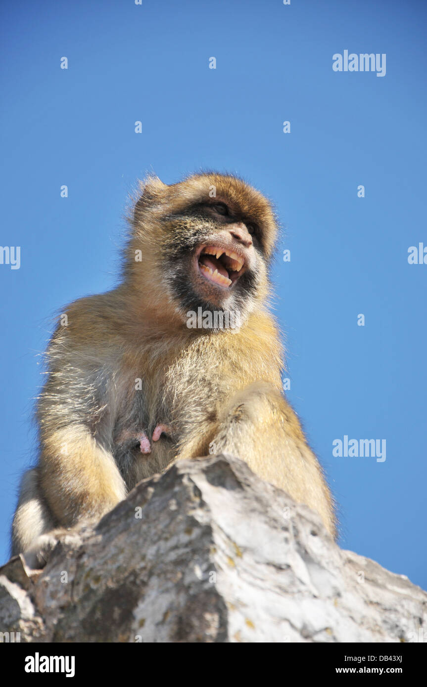 Low angle view of a snarling Barbary Ape against a clear blue sky ...
