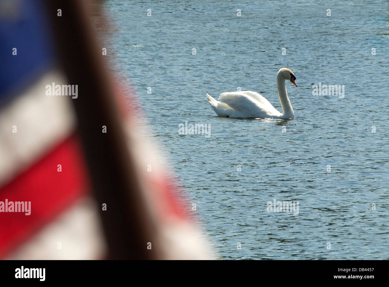 Swan and American flag Stock Photo - Alamy