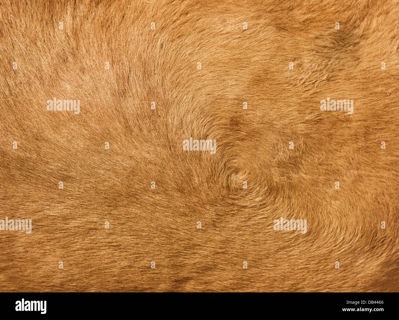 Animal natural background - the brown camel hair Stock Photo - Alamy