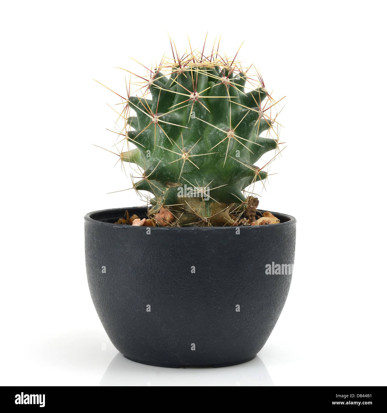 Cactus in pot Stock Photo - Alamy