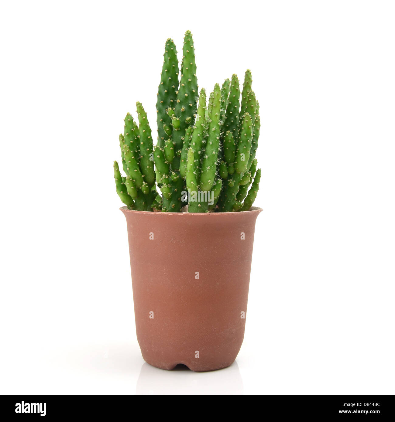 Cactus flowers on tree hi-res stock photography and images - Alamy