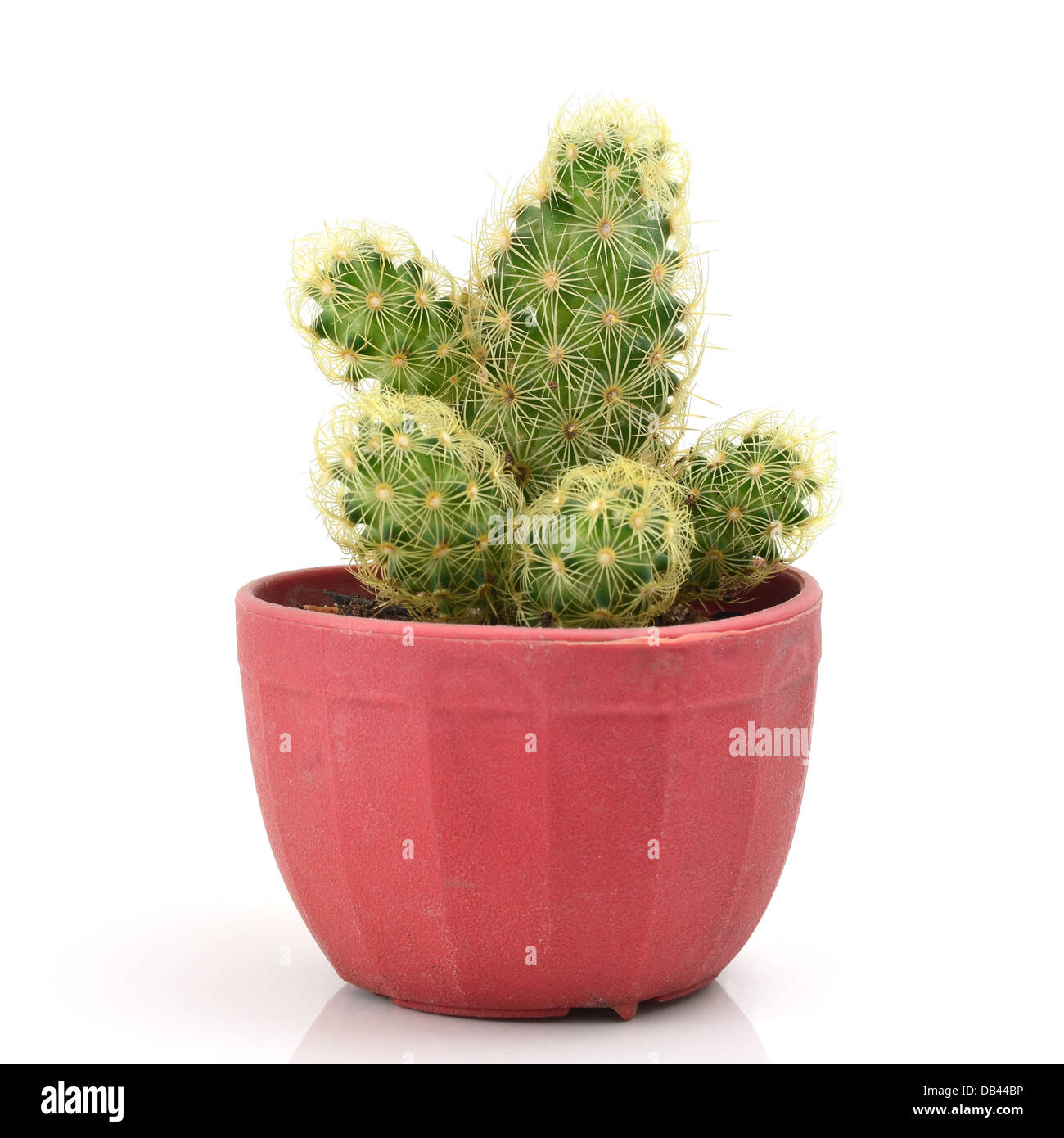 Cactus in pot Stock Photo - Alamy