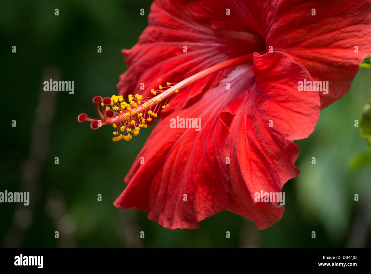 Red hibiscus hi-res stock photography and images - Alamy