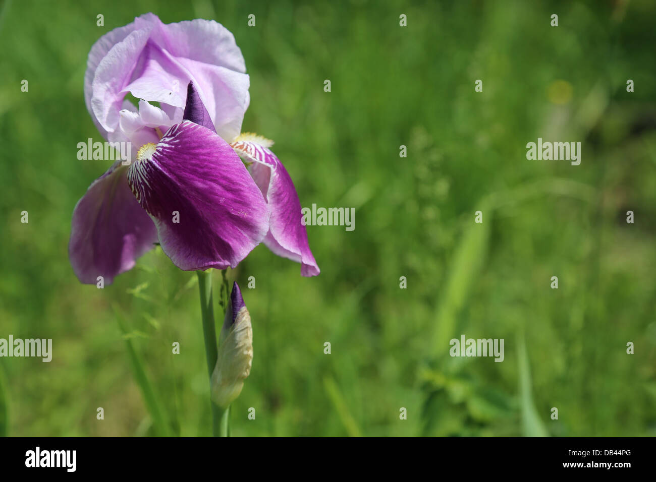 Violet colored iris Stock Photo - Alamy