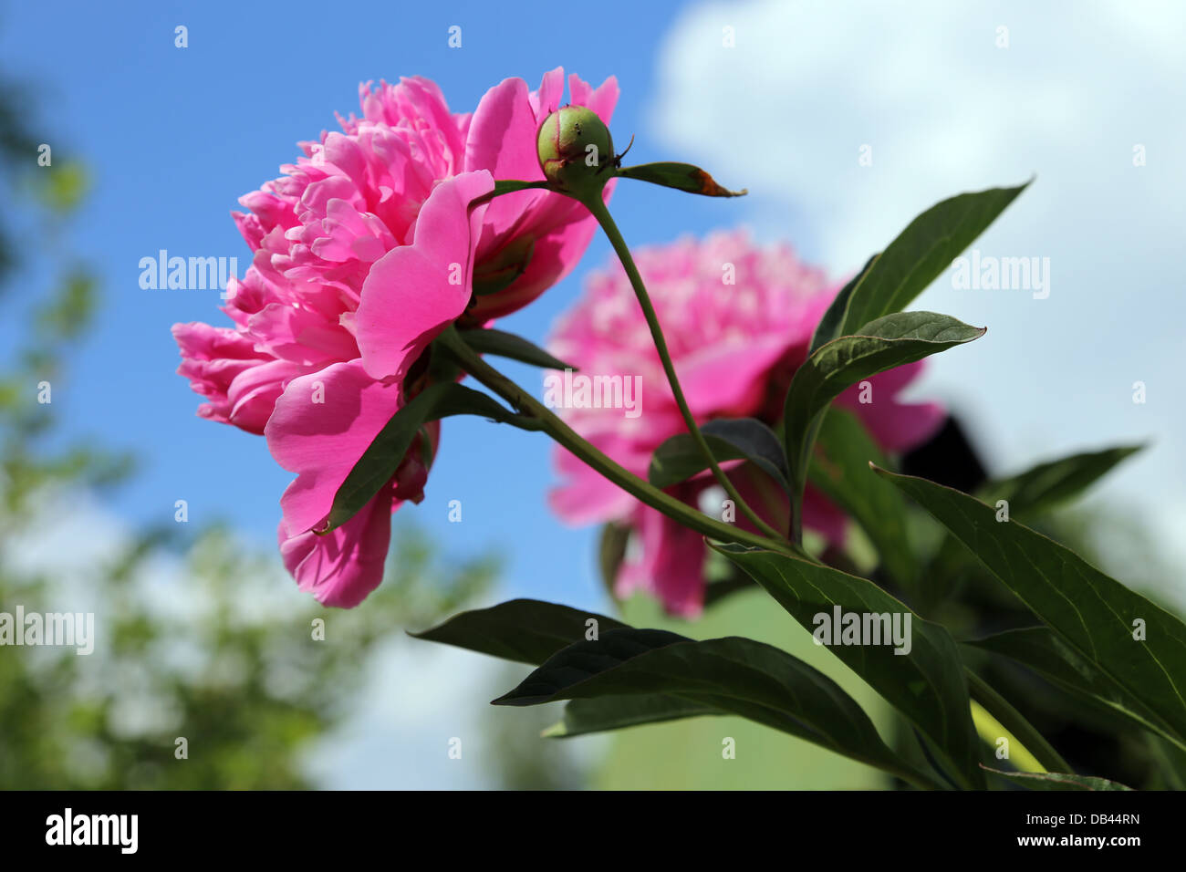 Blue sky peony hi-res stock photography and images - Alamy
