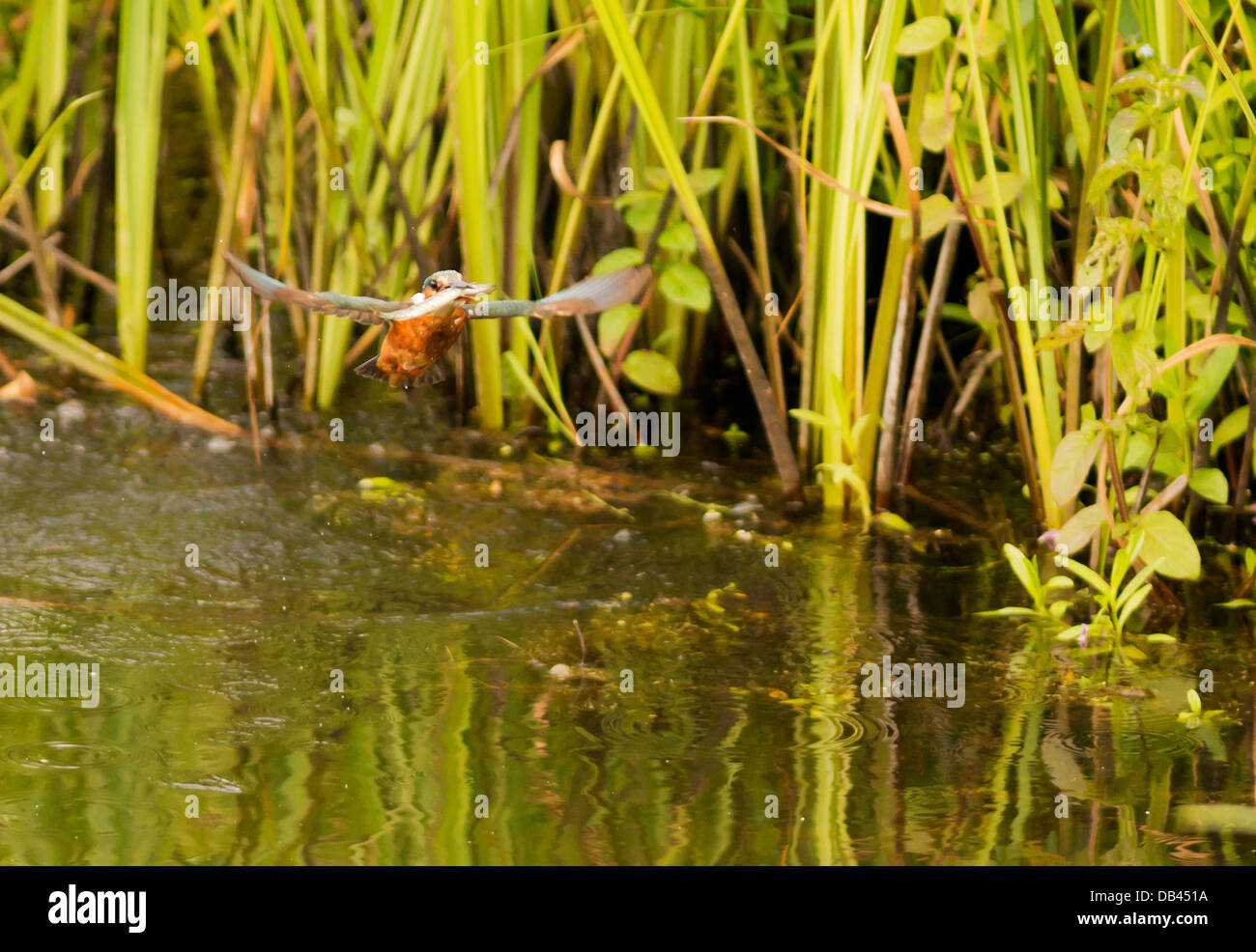 Small pike hi-res stock photography and images - Alamy
