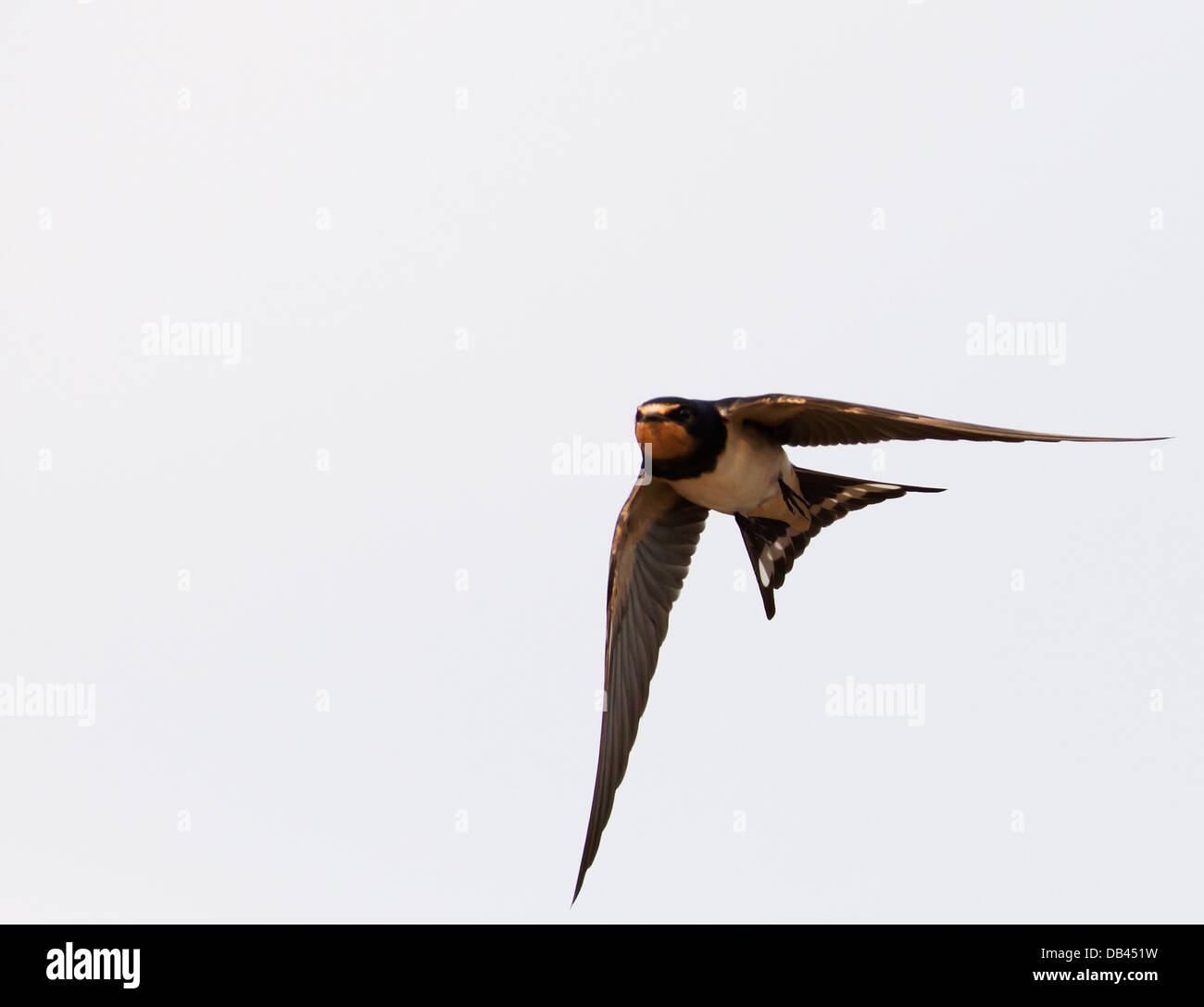 Barn swallow flight hi-res stock photography and images - Alamy