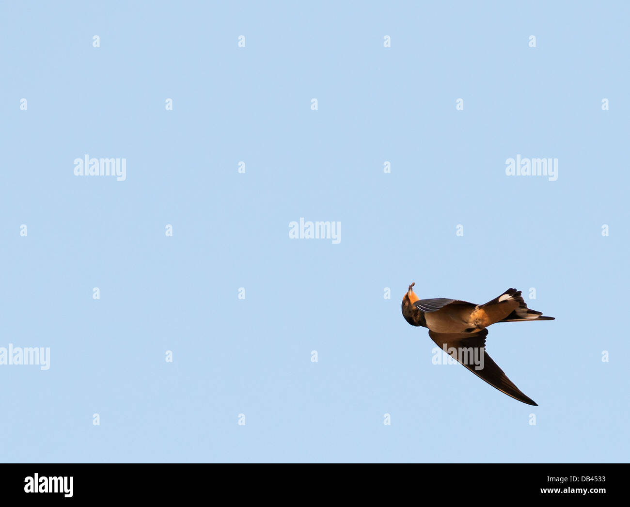 Swallow (Hirundo rustica) in turning it's head 180 degrees to catch an ...