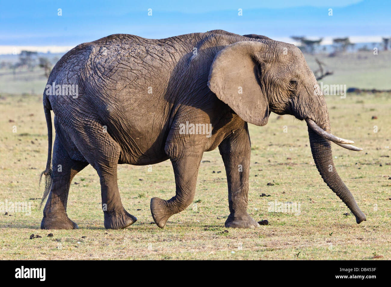 Elephant Matriarch Walking in the Masai Mara National Park in Kenya ...