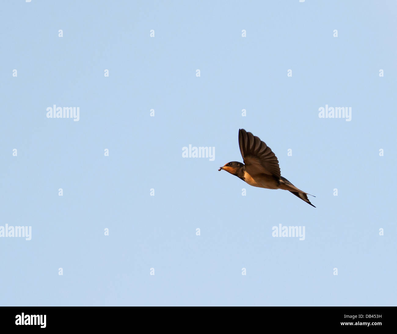 Swallow (Hirundo rustica) in flight against deep blue sky with insect ...
