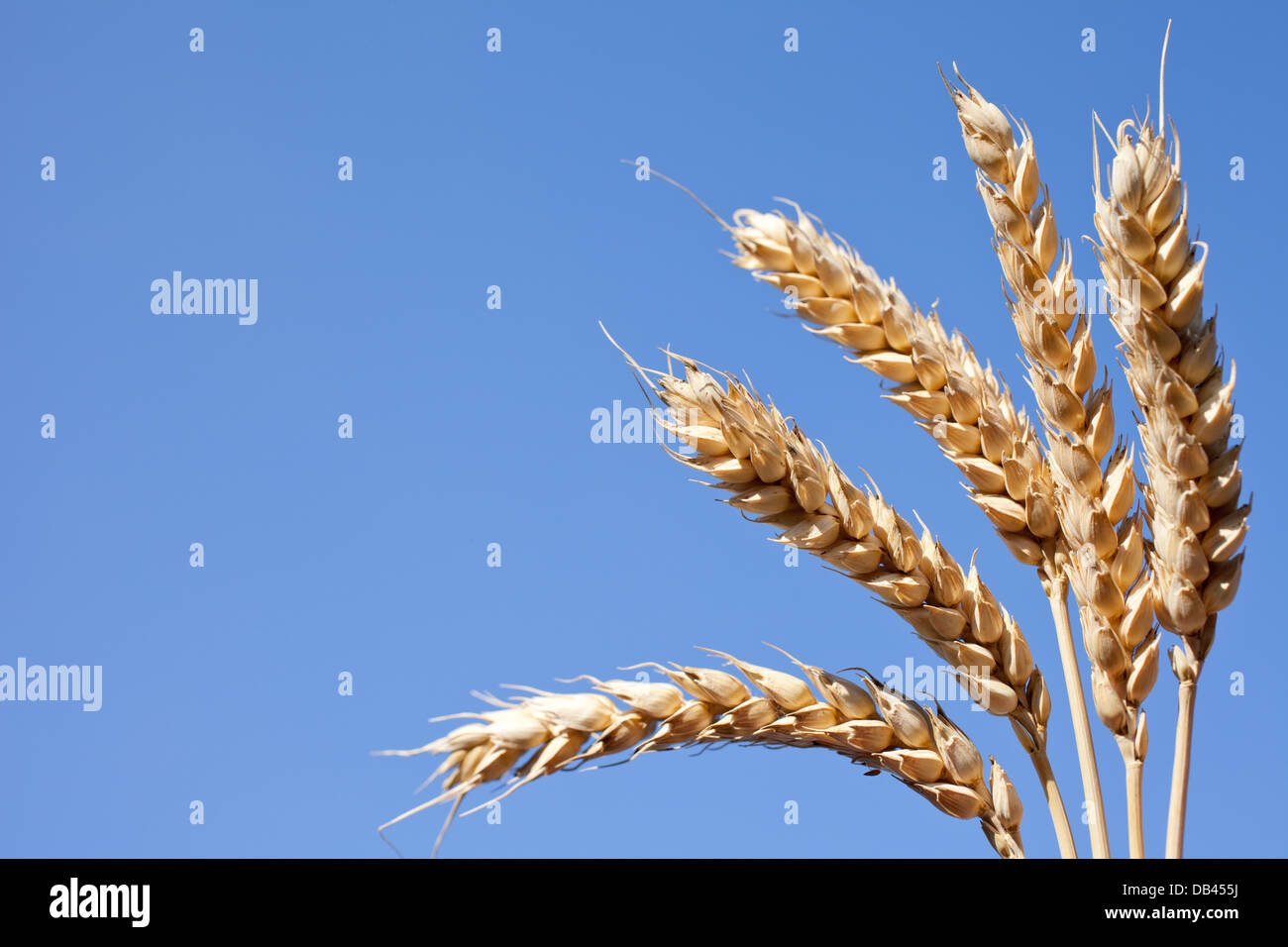 Wheat Husks High Resolution Stock Photography and Images - Alamy