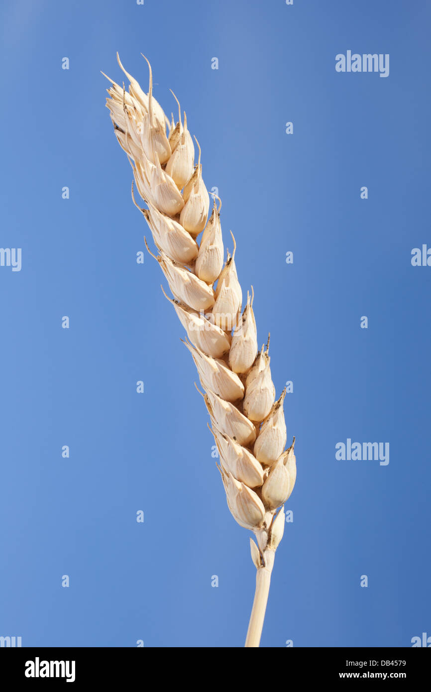 Barley husks hi-res stock photography and images - Alamy