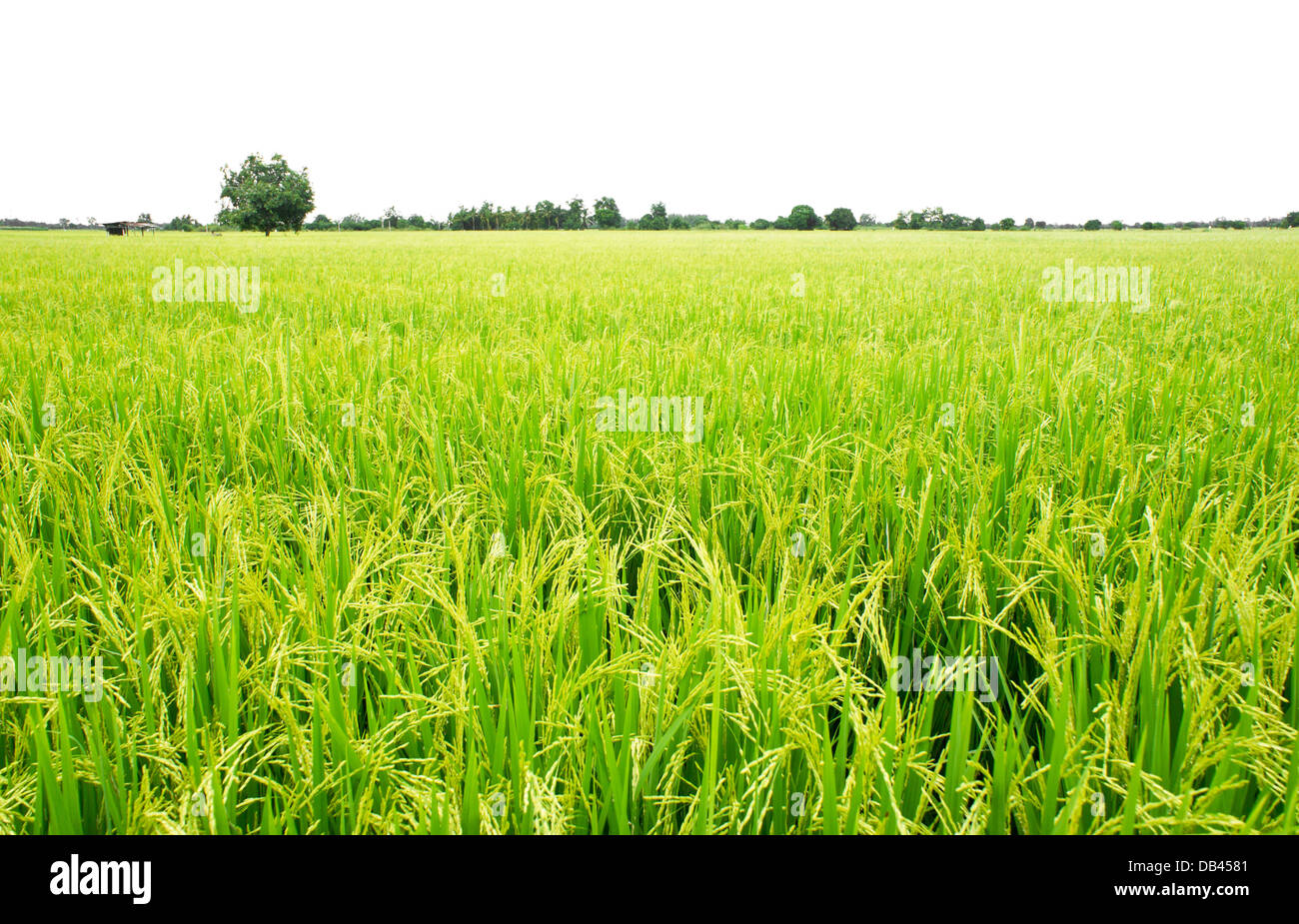 The rice field isolated on white background Stock Photo - Alamy