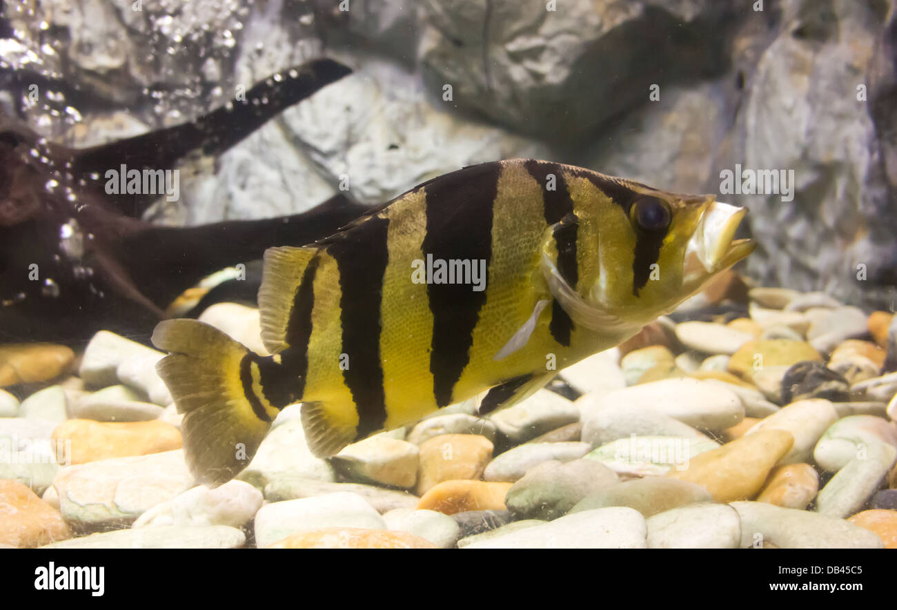 The closeup of Siamese Tigerfish in a fish tank Stock Photo - Alamy